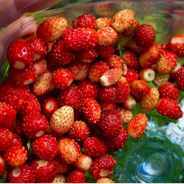 Alpine Strawberry - Etsy