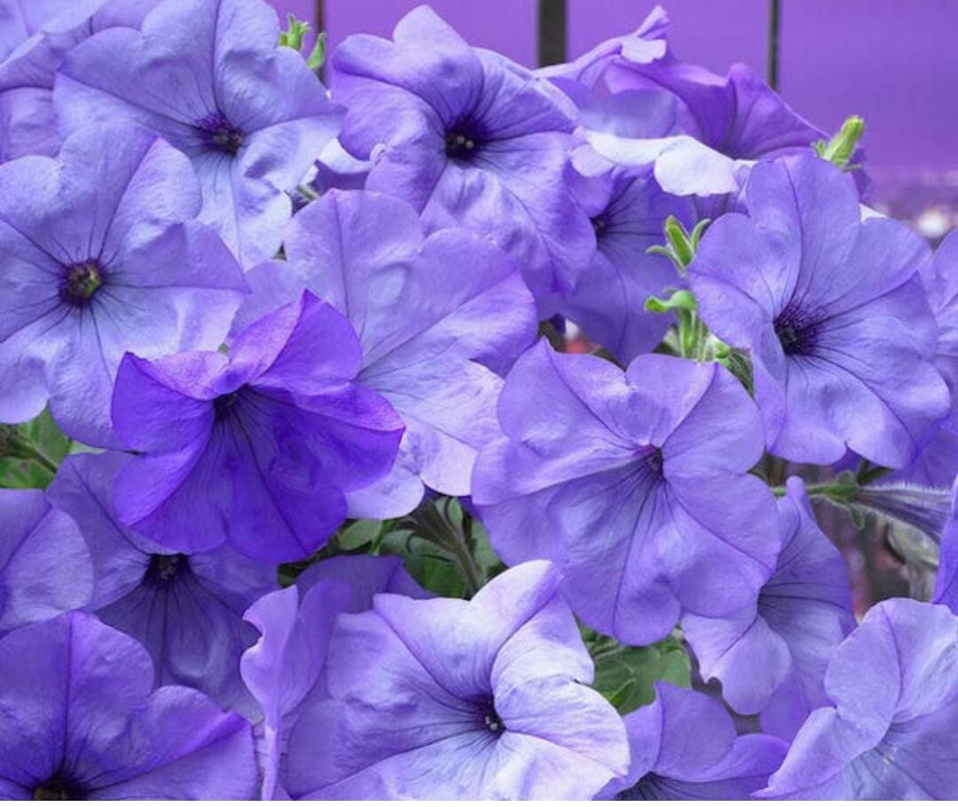 Petunia 'evening Sensation' 6 Seeds petunia Hhybrida Heirloom Flower ...