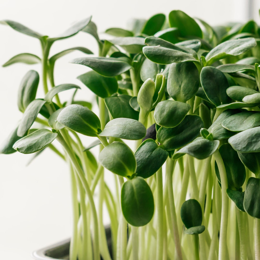Sunflower Organic Microgreens Seeds 15g helianthus Annuus Heirloom - Etsy