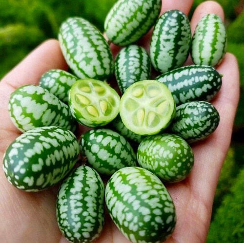 Mouse Melon 10 Seeds melothria Scabra Fruit Heirloom - Etsy