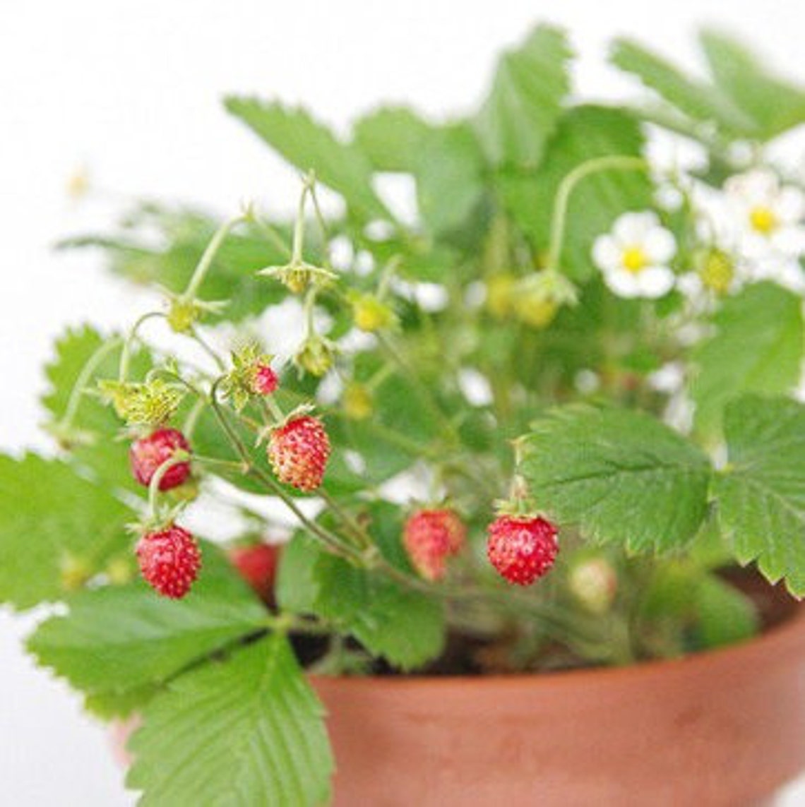 Alpine Strawberry 'regina' 300 Seeds fragaria Vesca Fruit Heirloom - Etsy