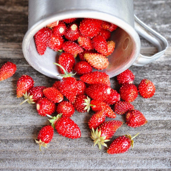 Alpine Strawberry - Etsy