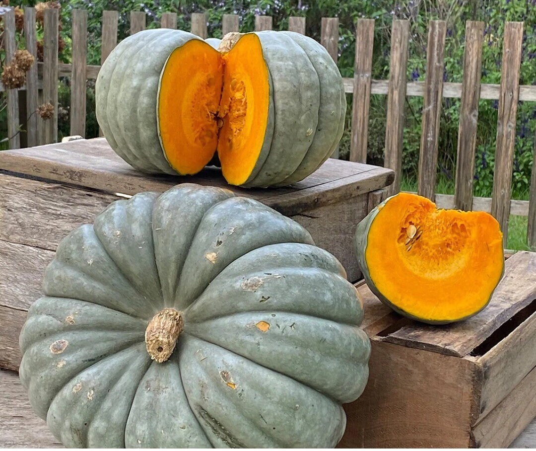 Pumpkin 'blue Ball' 3-6 Seeds cucurbita Maxima Duchesne Vegetable ...
