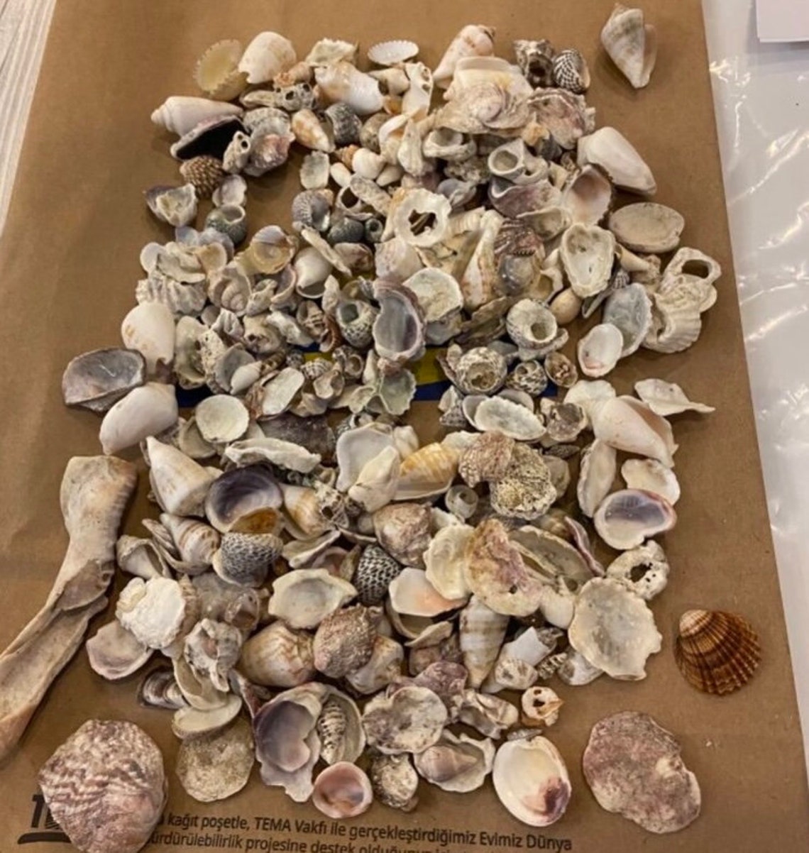 Seashell Dreamy Summer Vibe Frame From Bays Wall Hanging Decor 20*25 Cm ...