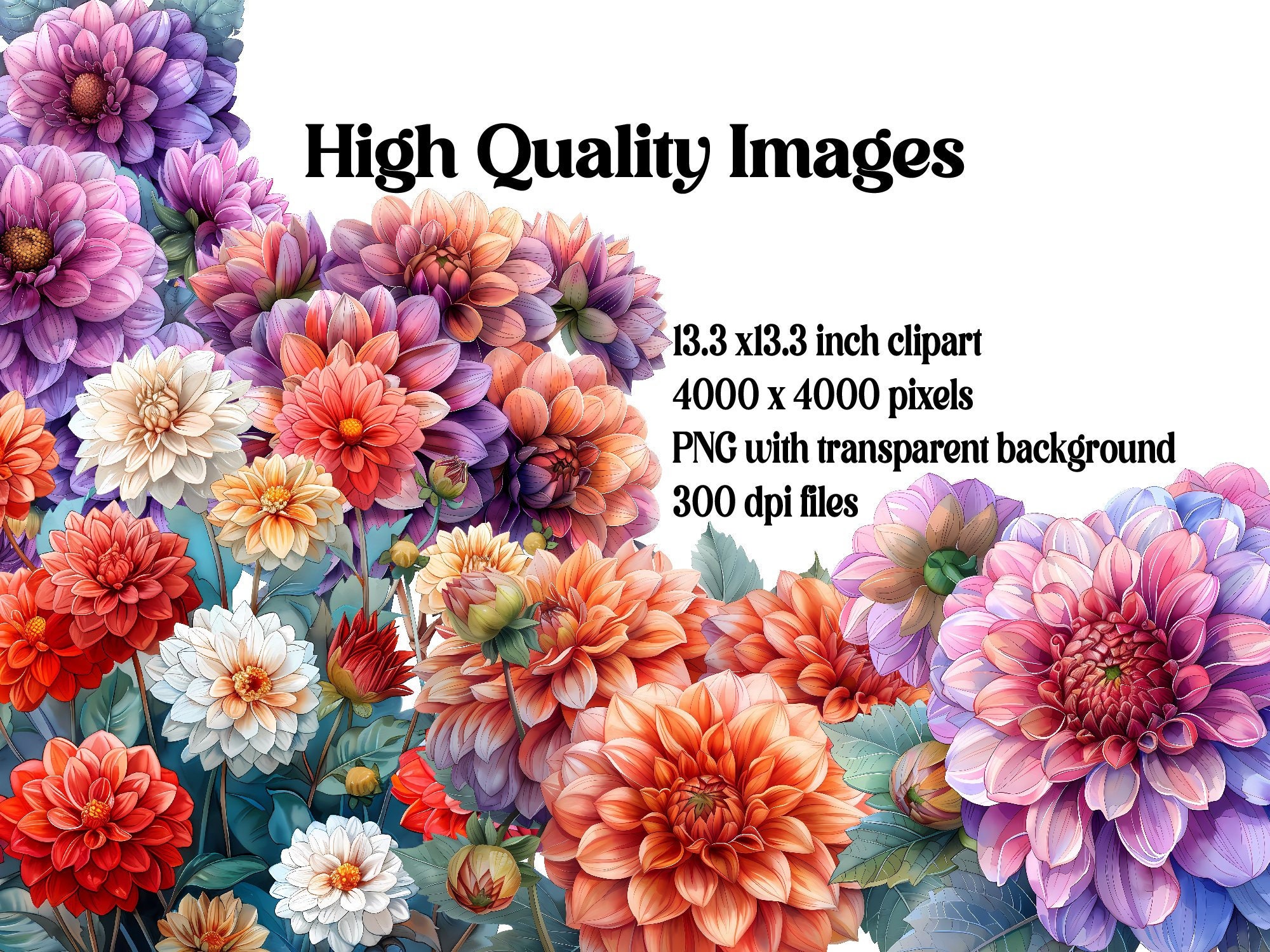 Dahlias Flowers Clipart Bundle 80 Watercolor Floral Pngs Digital ...