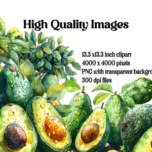 Avocado Clipart Bundle 77 Fruits Watercolor Pngs Digital Download for ...