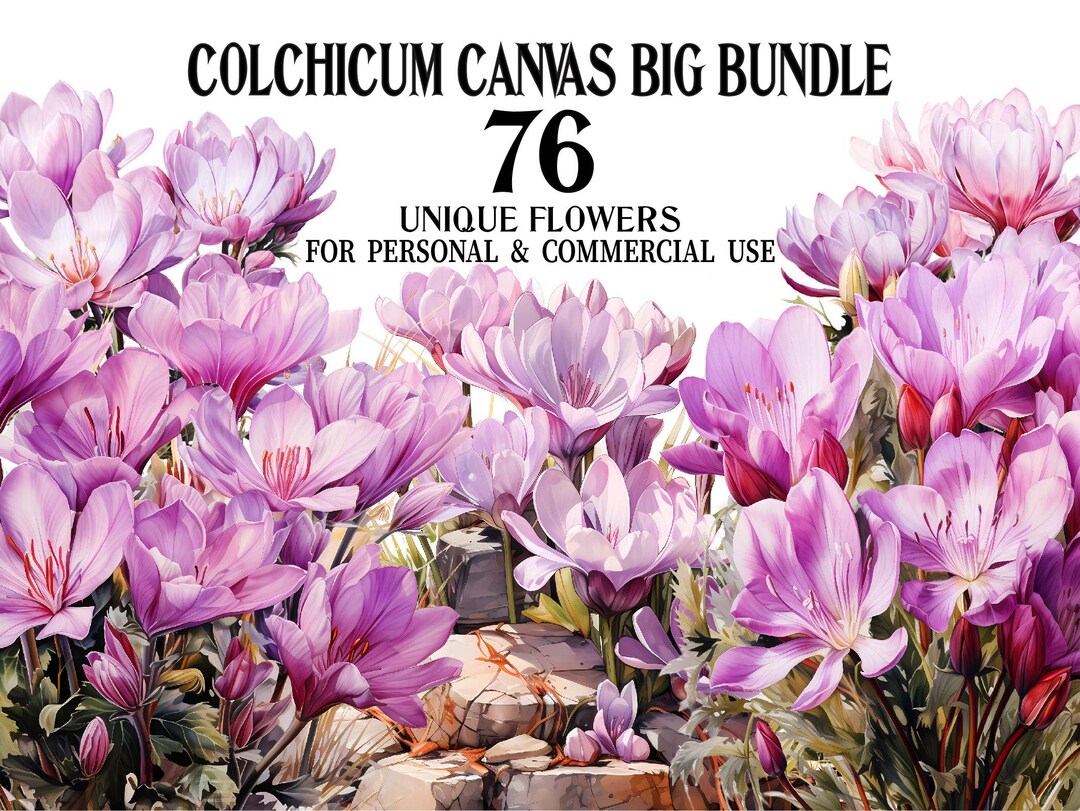 Fall Colchicum Canvas Clipart Big Bundle 76 Watercolor Autumn Flower ...