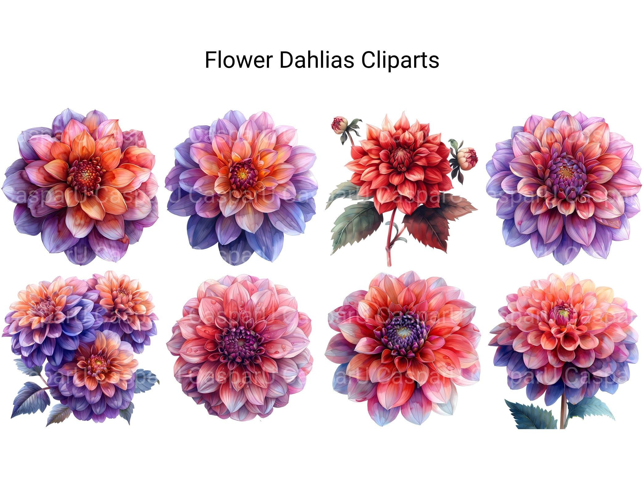Dahlias Flowers Clipart Bundle 80 Watercolor Floral Pngs Digital ...