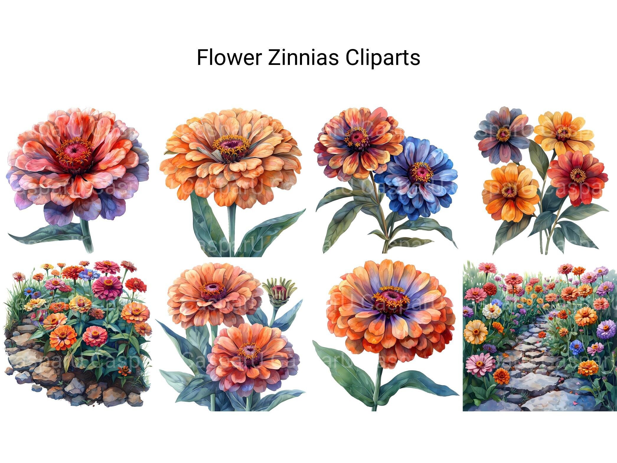 Zinnias Flowers Clipart Bundle 80 Watercolor Floral Pngs Digital ...