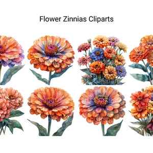 Zinnias Flowers Clipart Bundle - 80 Watercolor Floral Pngs - Digital ...