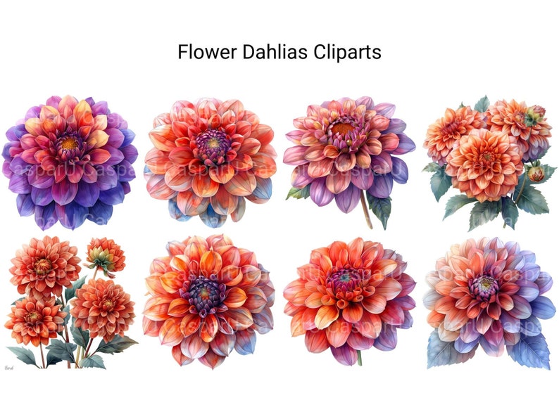 Dahlias Flowers Clipart Bundle 80 Watercolor Floral Pngs Digital ...