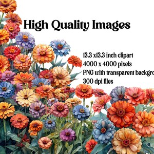 Zinnias Flowers Clipart Bundle - 80 Watercolor Floral Pngs - Digital ...