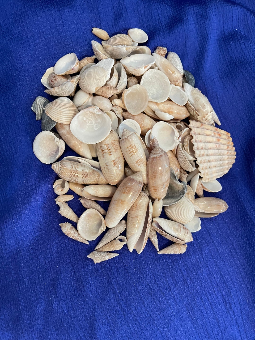 Destin Beach Seashells 6 Oz. - Etsy