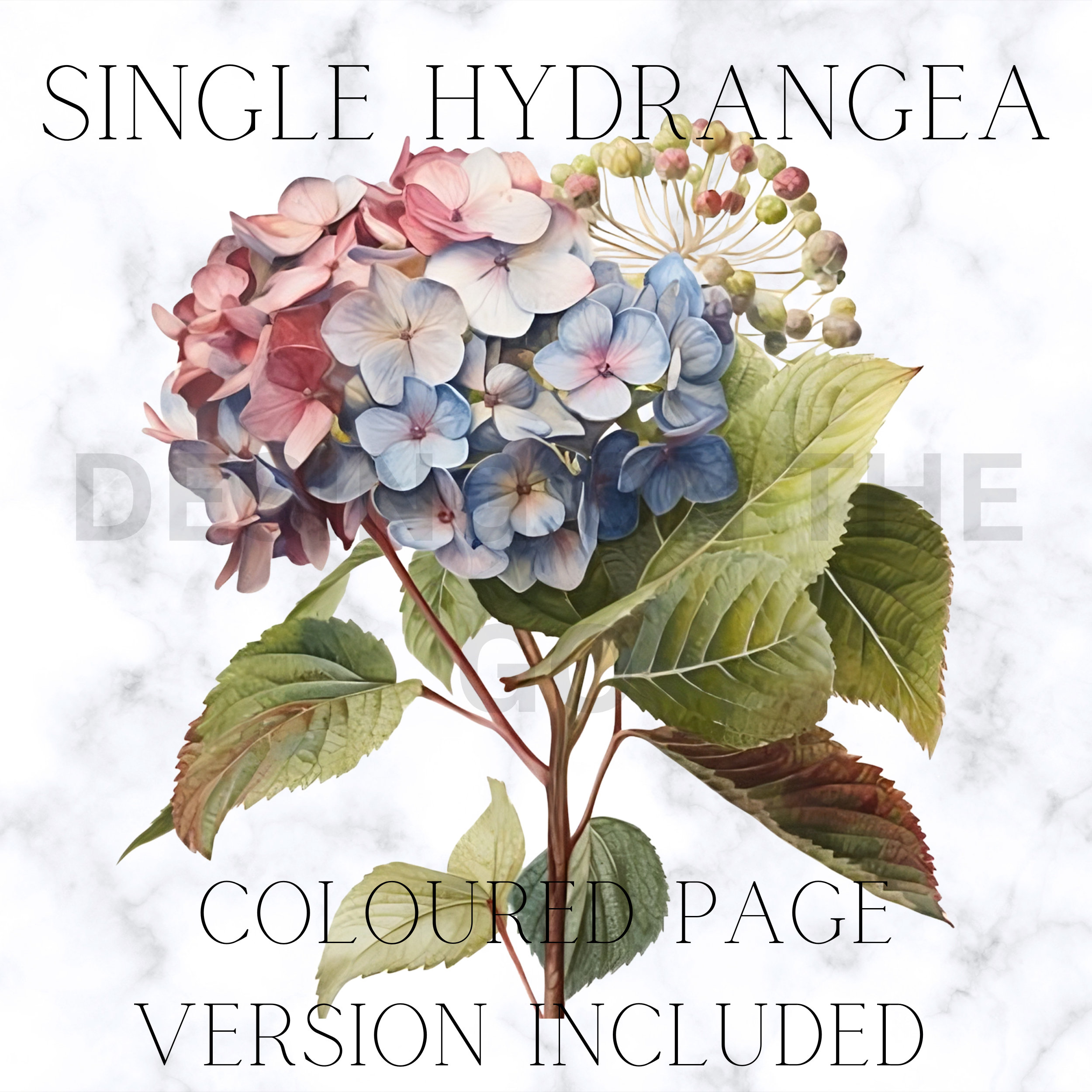 1 Single Hydrangea Colouring Page for Adults Kids Grayscale Colouring ...