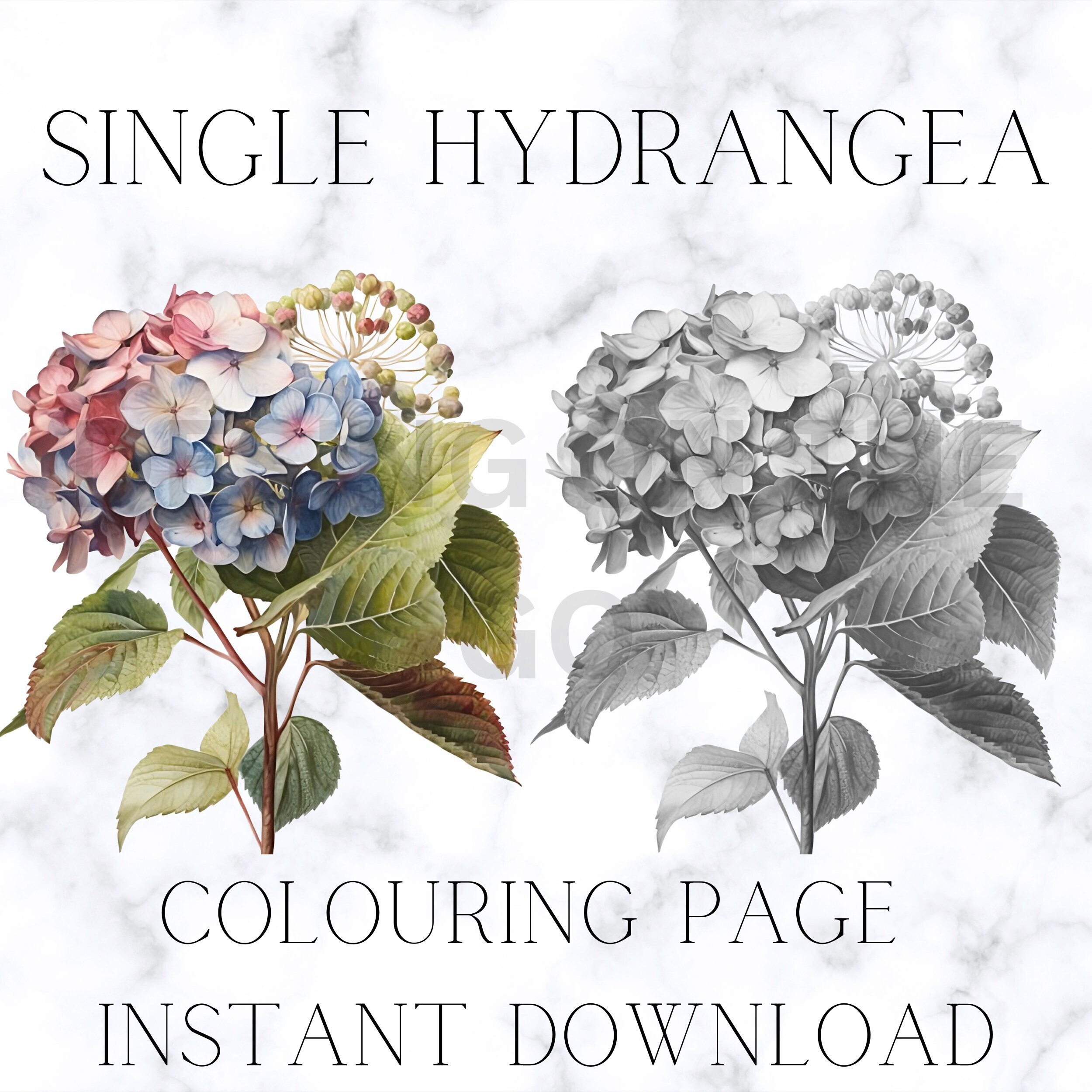 1 Single Hydrangea Colouring Page for Adults Kids Grayscale Colouring ...