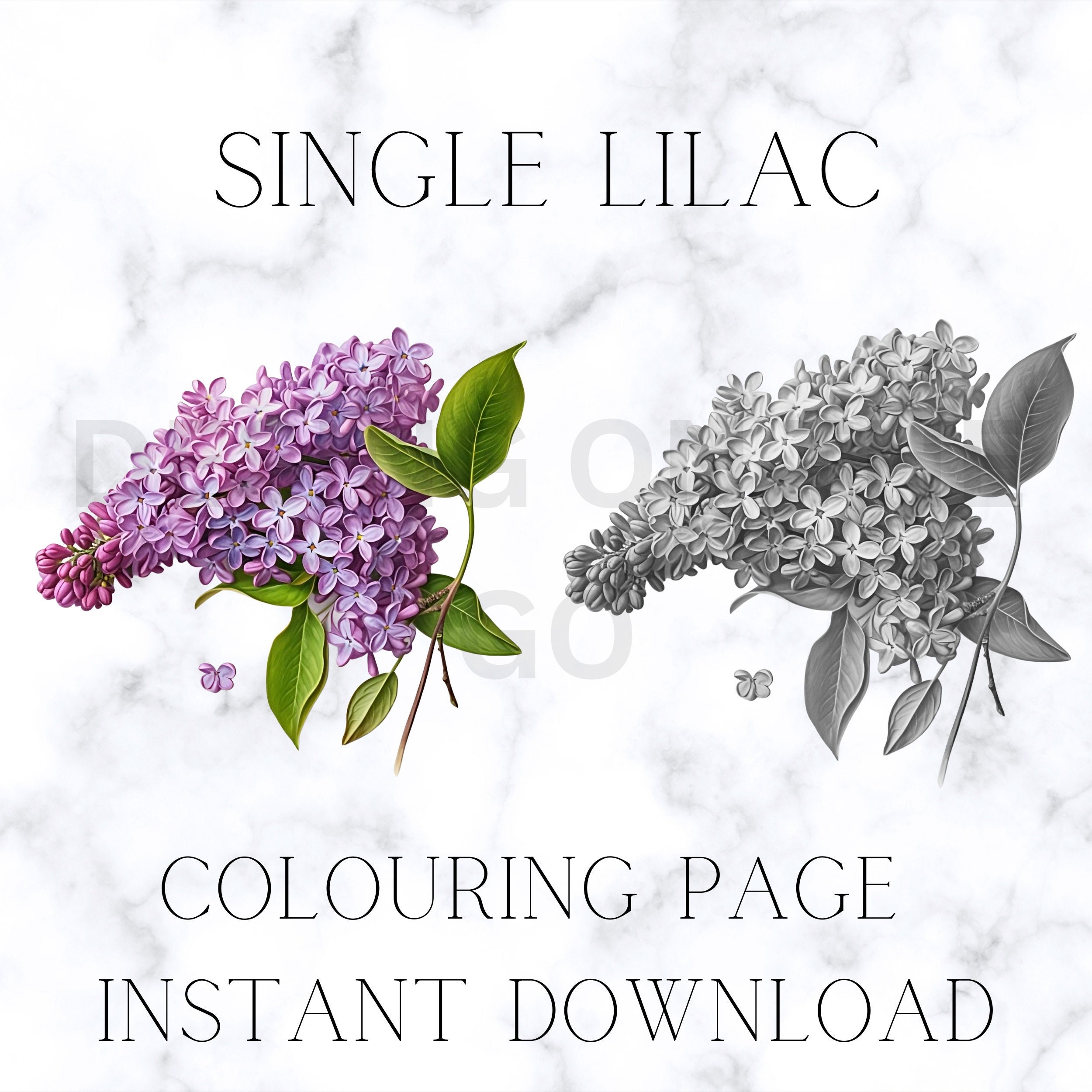 1 Lilac Flower Printable Colouring Page for Adults + Kids Grayscale Art ...