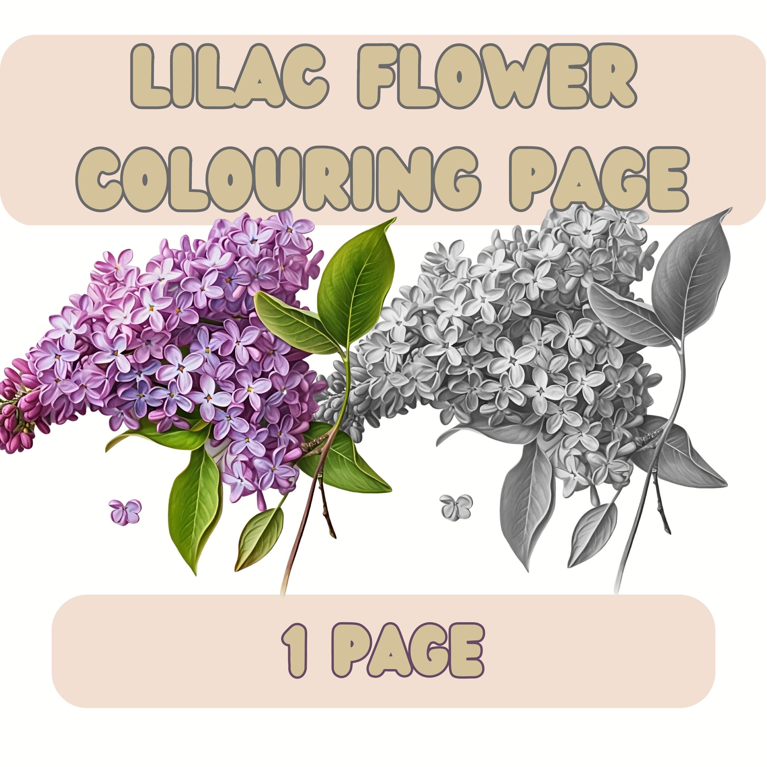 1 Lilac Flower Printable Colouring Page for Adults + Kids Grayscale Art ...