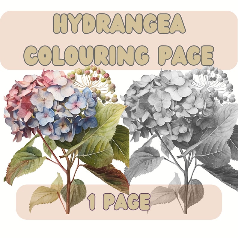 1 Single Hydrangea Colouring Page for Adults Kids Grayscale Colouring ...