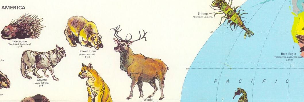 World of Animals Map: Wildlife Diversity Across the Globe | Canvas or ...