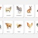 20 Farm Animals Cards, Montessori Flash Cards, Pre-school Cards ...