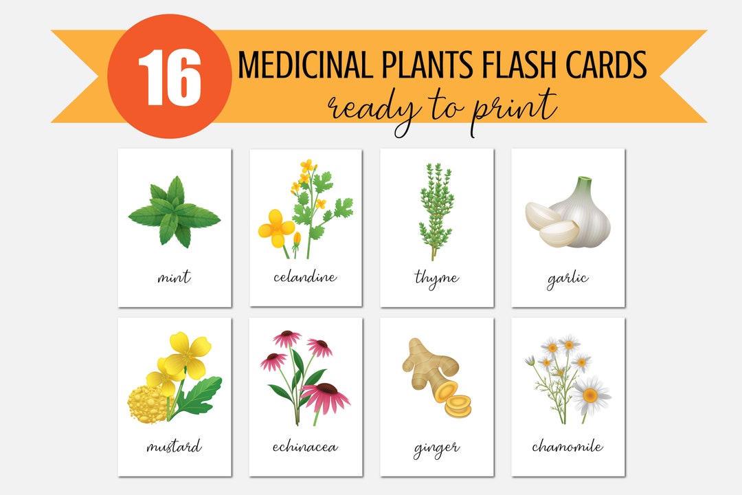 Set of 16 Medicinal Plant Flash Cards - Botanical Illustrations, Herbal ...