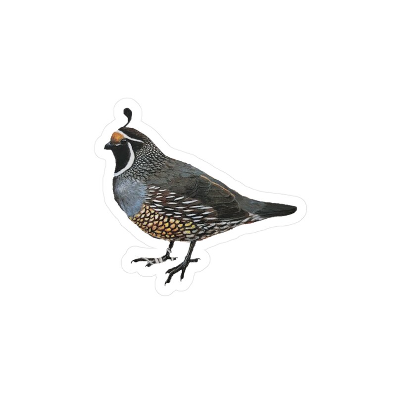 Quail Stickers - Etsy