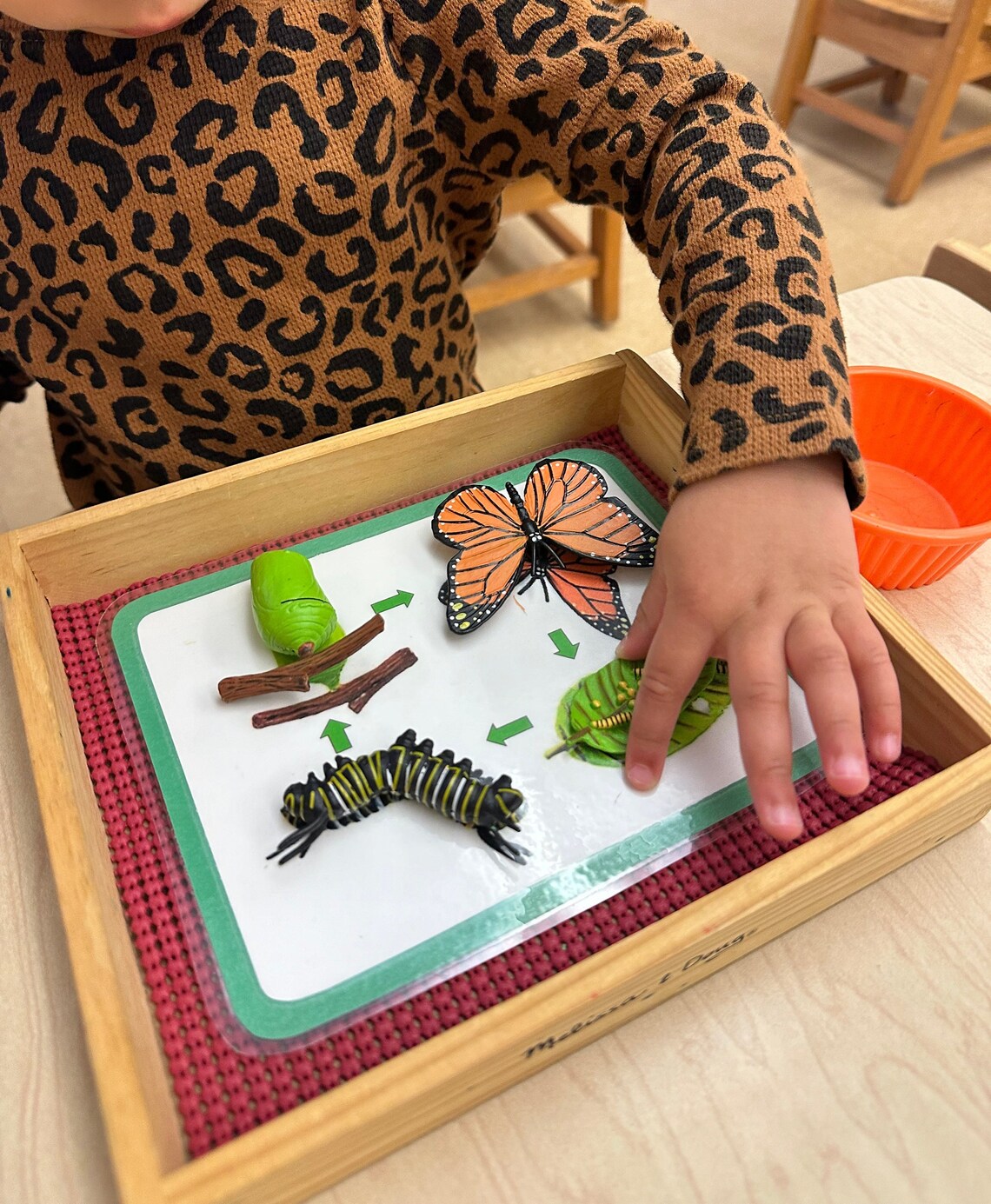 Montessori Printable Life Cycle of a Butterfly Matching Cards ...
