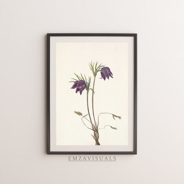 Pasqueflower - Etsy
