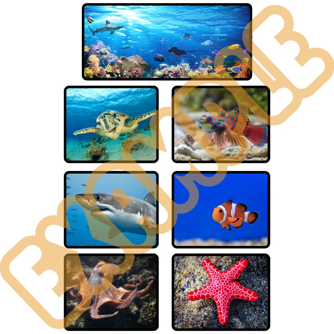 Sorting by Class (9 Different Categories + 108 Pictures) - Etsy