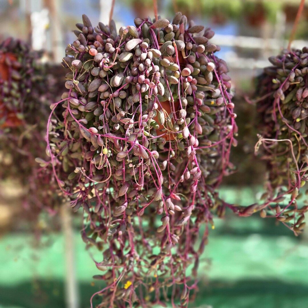 Trailing Red Succulent Plant Indoor Low Maintenance String of Ruby ...