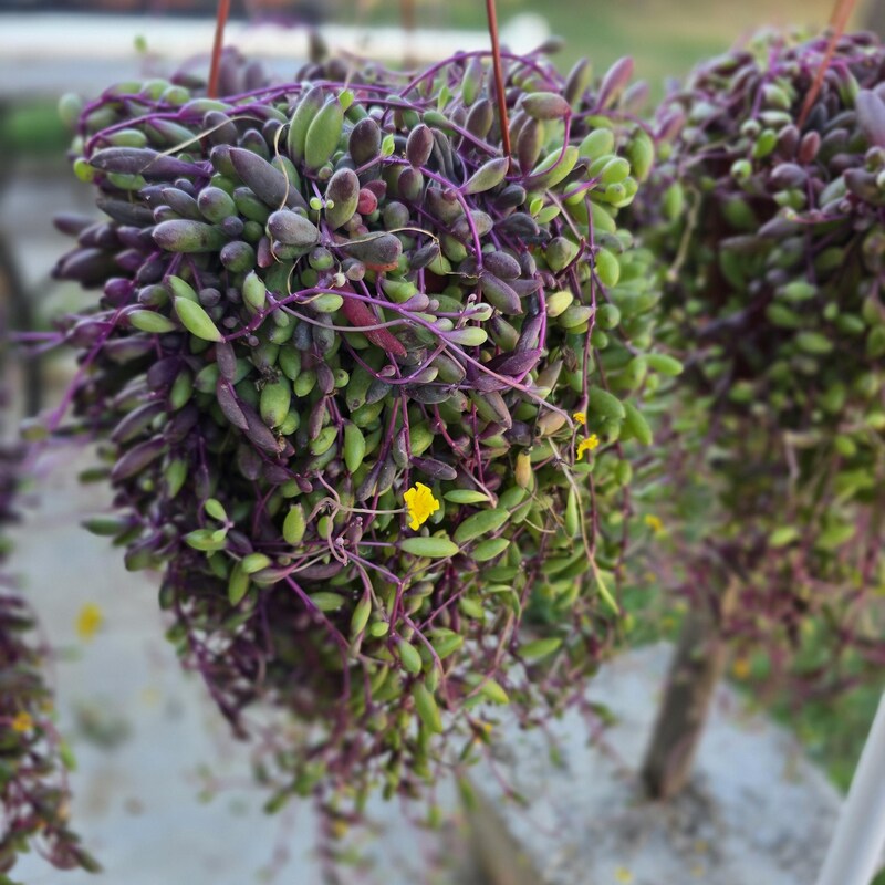 Trailing Succulents - Etsy