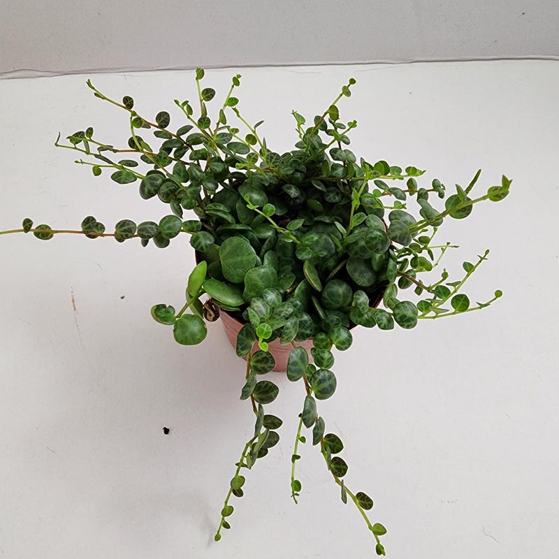 String of Turtles - Etsy