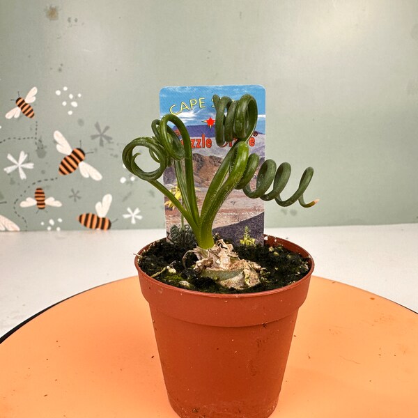 Frizzle Sizzle Plant - Etsy