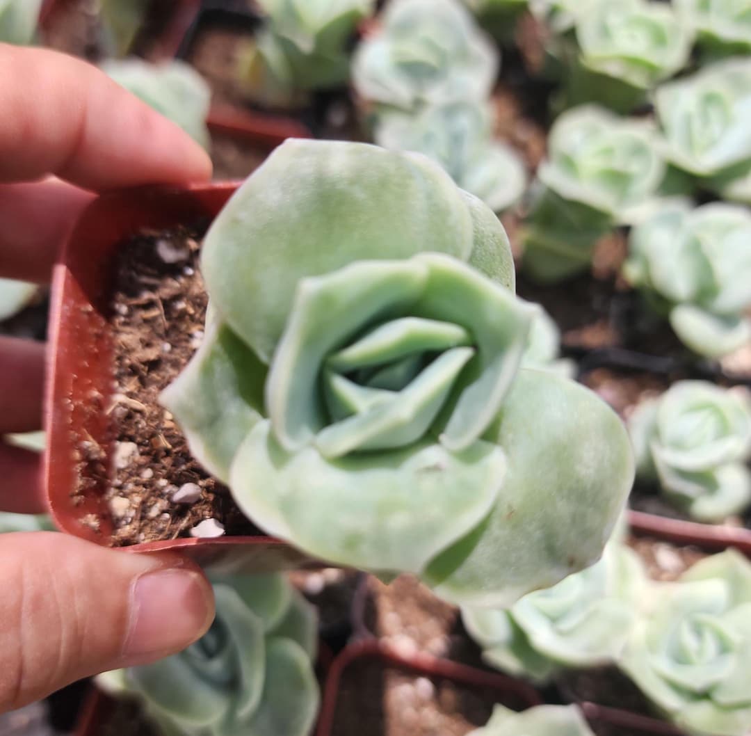 Graptoveria Lovely Rose Beautiful Rosette Succulent in 2-inch Pot ...