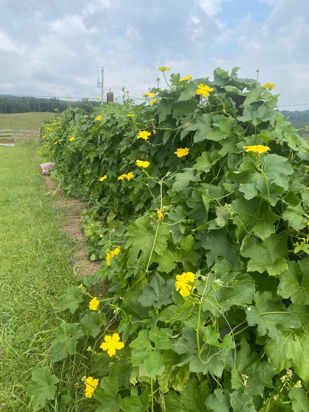 50 Loofah Seeds Luffa Organic Hand Harvested Pesticide Free Attracts ...
