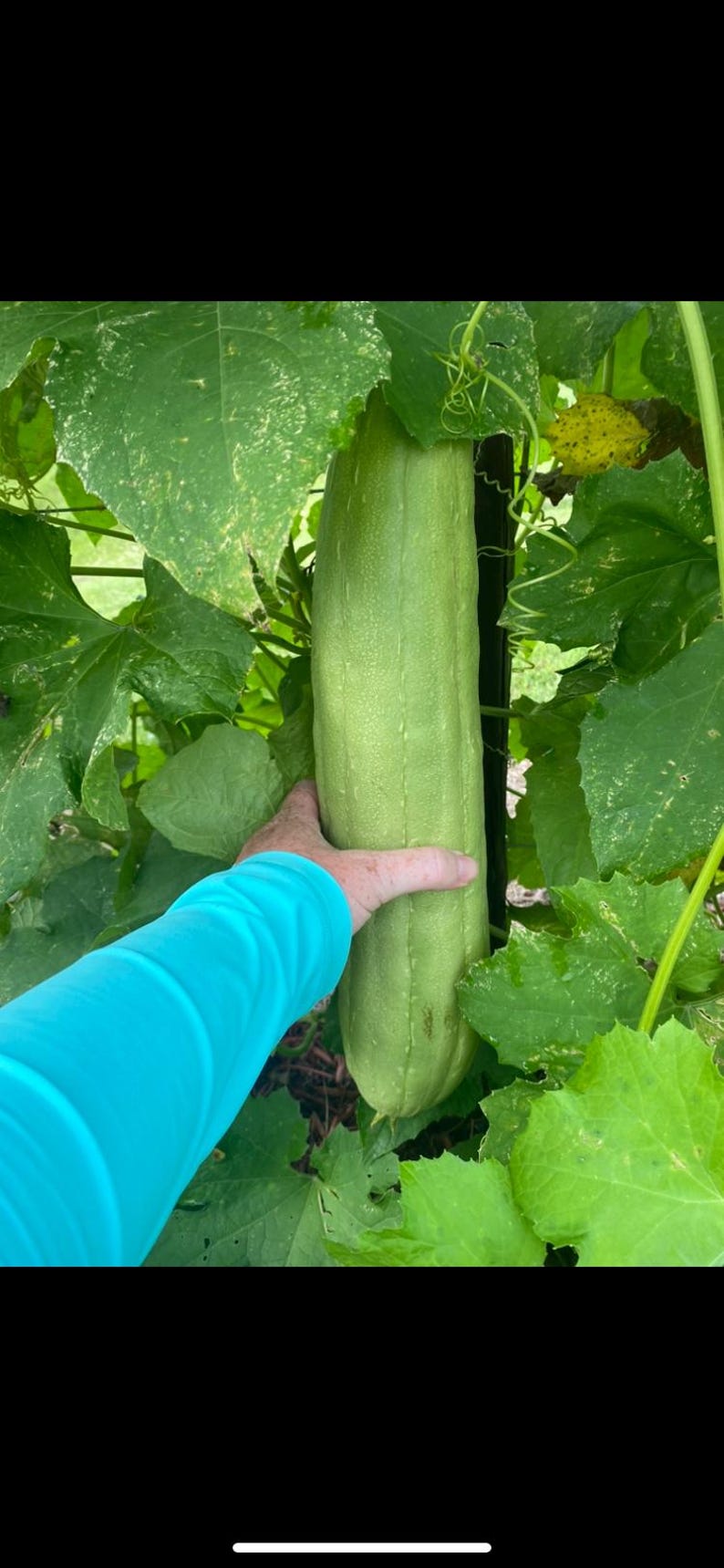 50 Loofah Seeds Luffa Organic Hand Harvested Pesticide Free Attracts ...