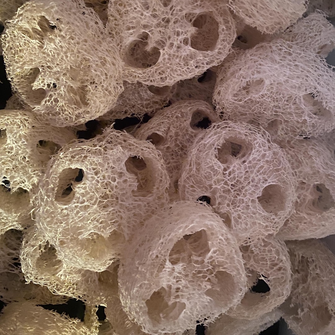 12 Loofah Rounds for Soap Making Crafts Hand Harvested Pesticide Free ...