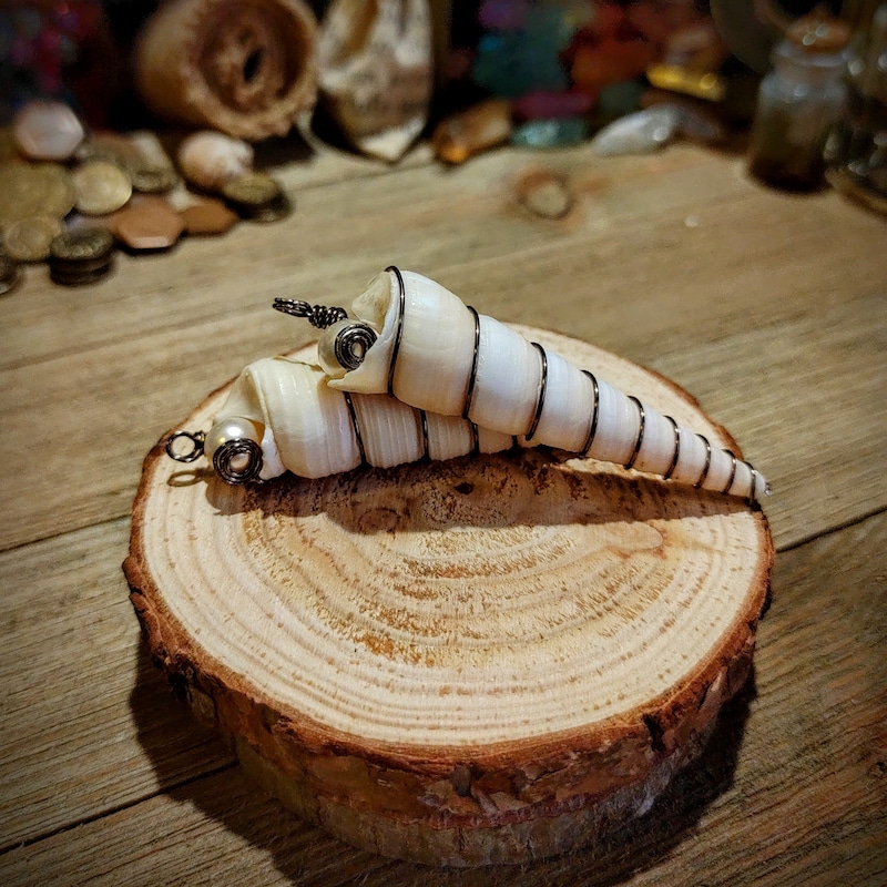 Sea Shell Wire Wrap - Etsy