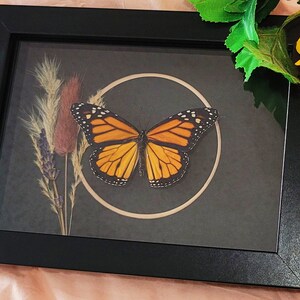 Framed Monarch Butterfly Shadowbox - Danaus Plexippus - Real Butterfly - Gift, Decor, Taxidermy ...