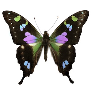 Butterfly Wing Vial Real Purple Spotted Swallowtail Graphium Weiskei ...