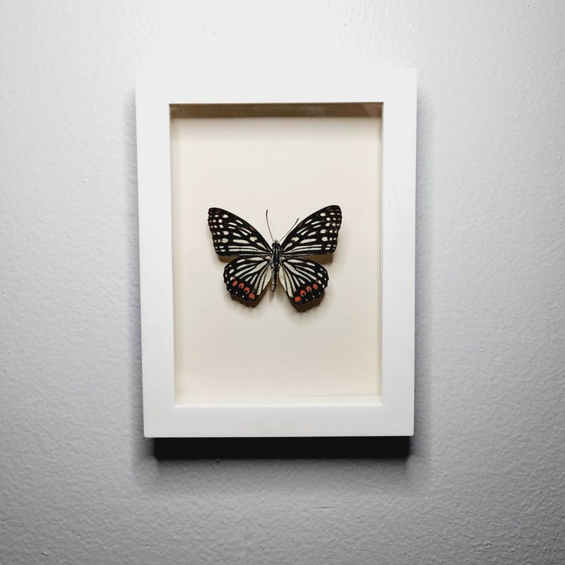 Real Butterfly Framed - Etsy