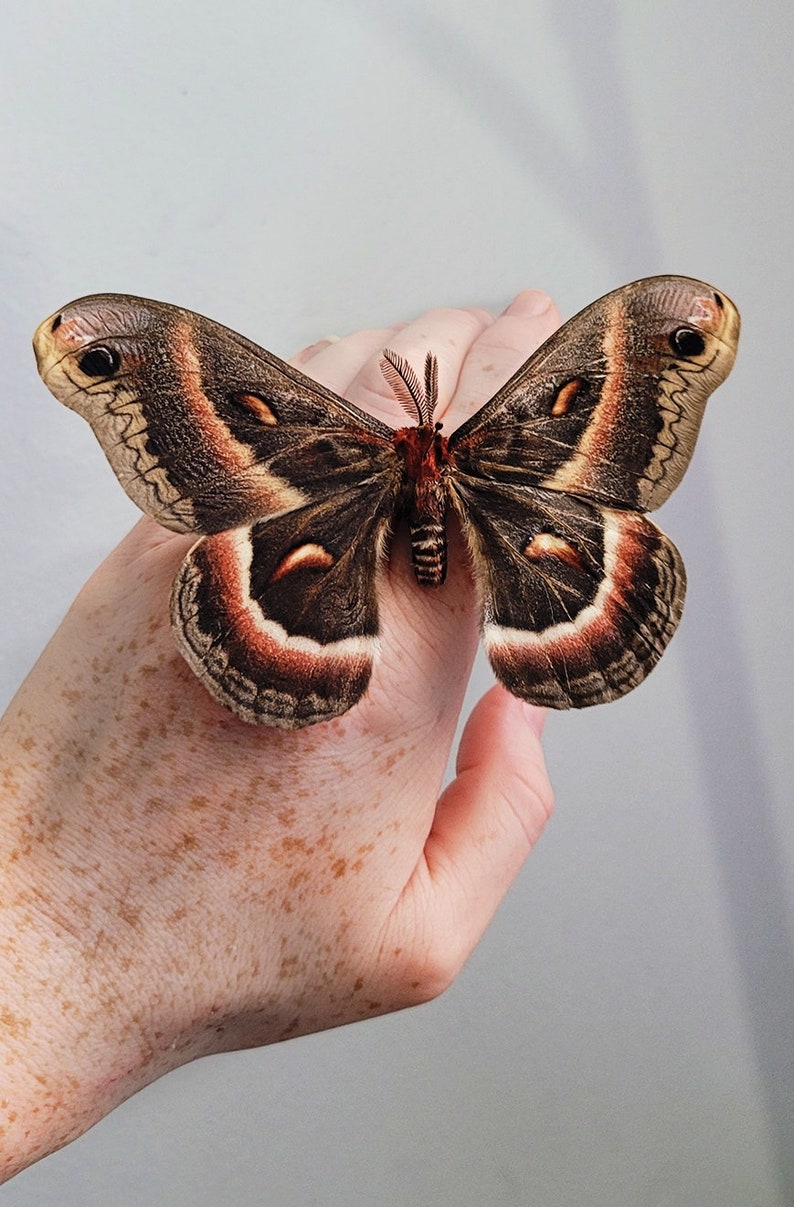 Cecropia Moth, Silk Moth, Hyalophora Cecropia Female and Male ...