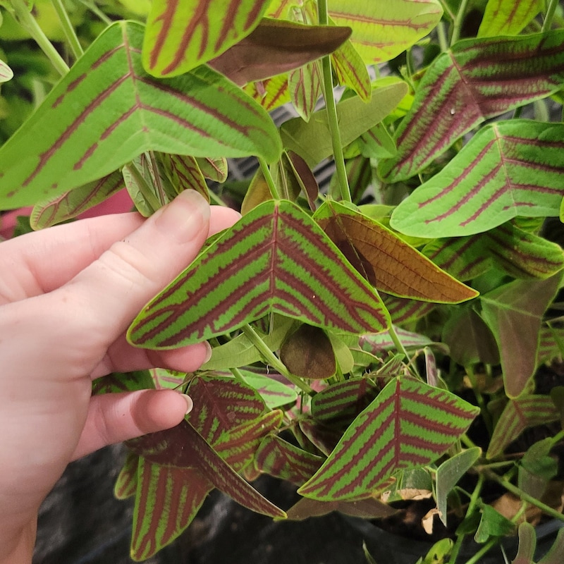 Butterfly Wing Plant - Etsy