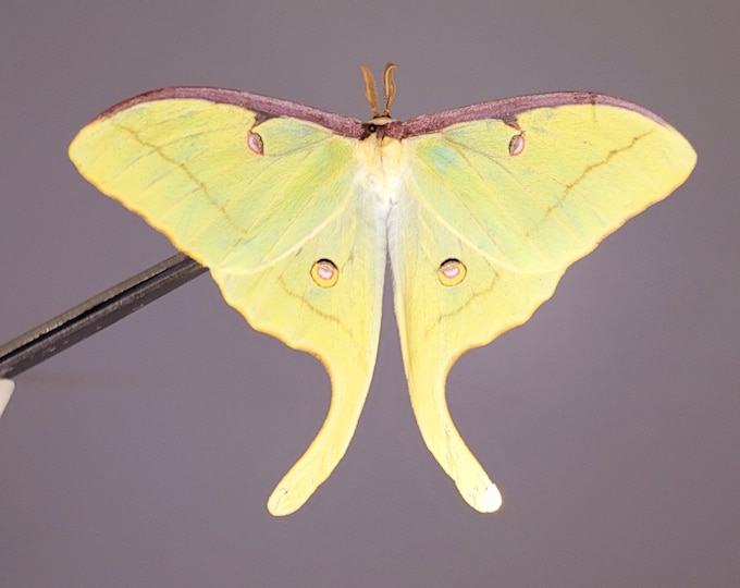 Luna Moth, Silk Moth, Female and Male - Saturniidae - Spread Wings ...