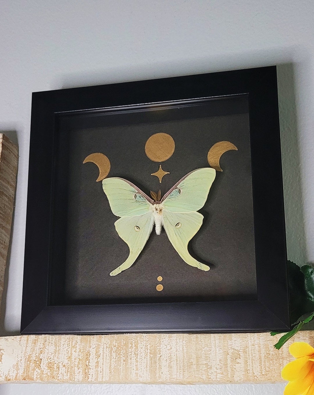 Framed Luna Moth Shadowbox Silk Moth Real Moth, Butterfly Gift, Decor ...