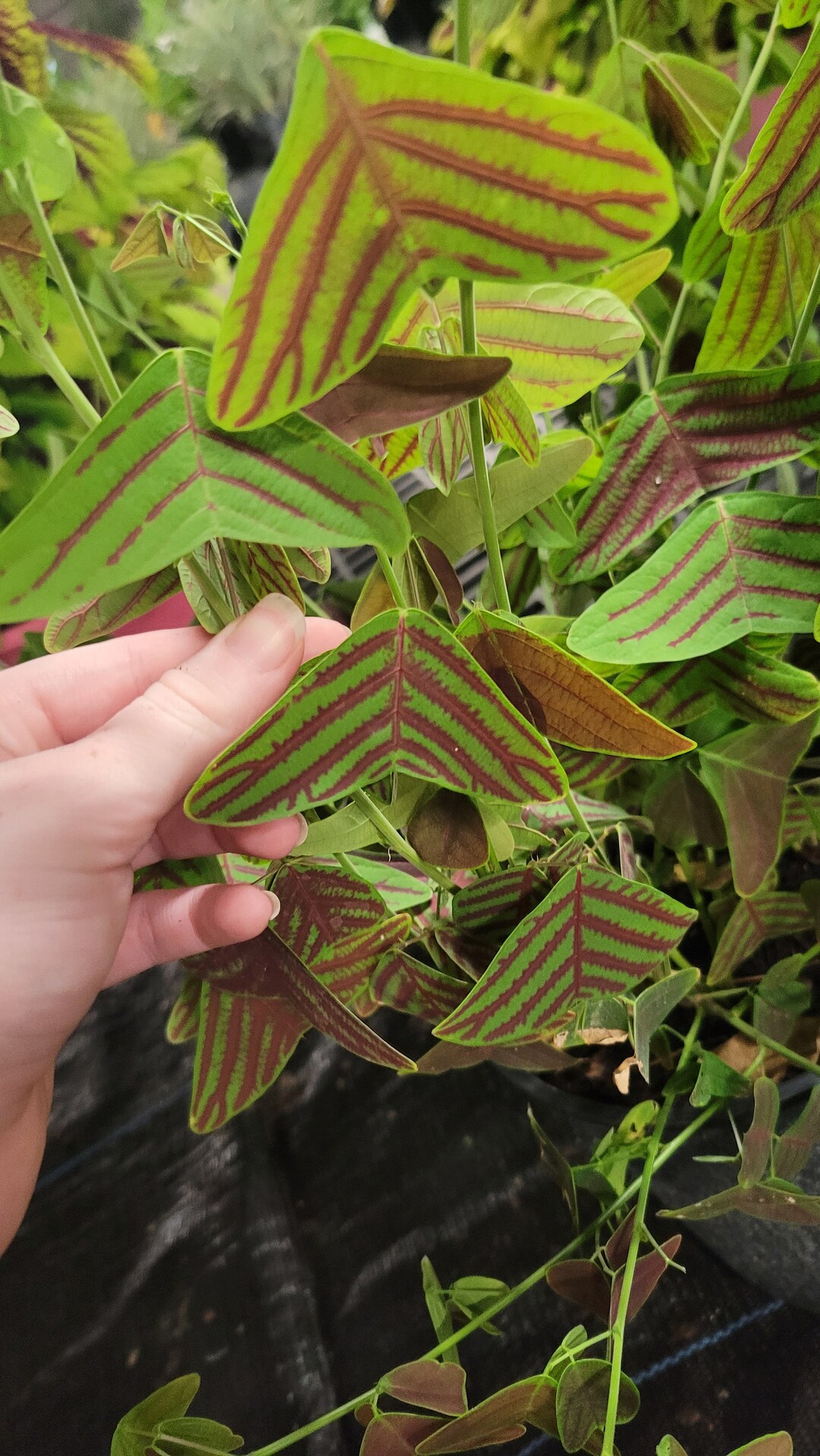 Rare Swallowtail Plant Christia Obcordata Plant Cuttings With Leaves ...