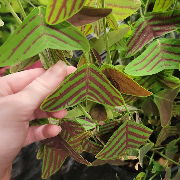 Swallowtail Plant - Etsy