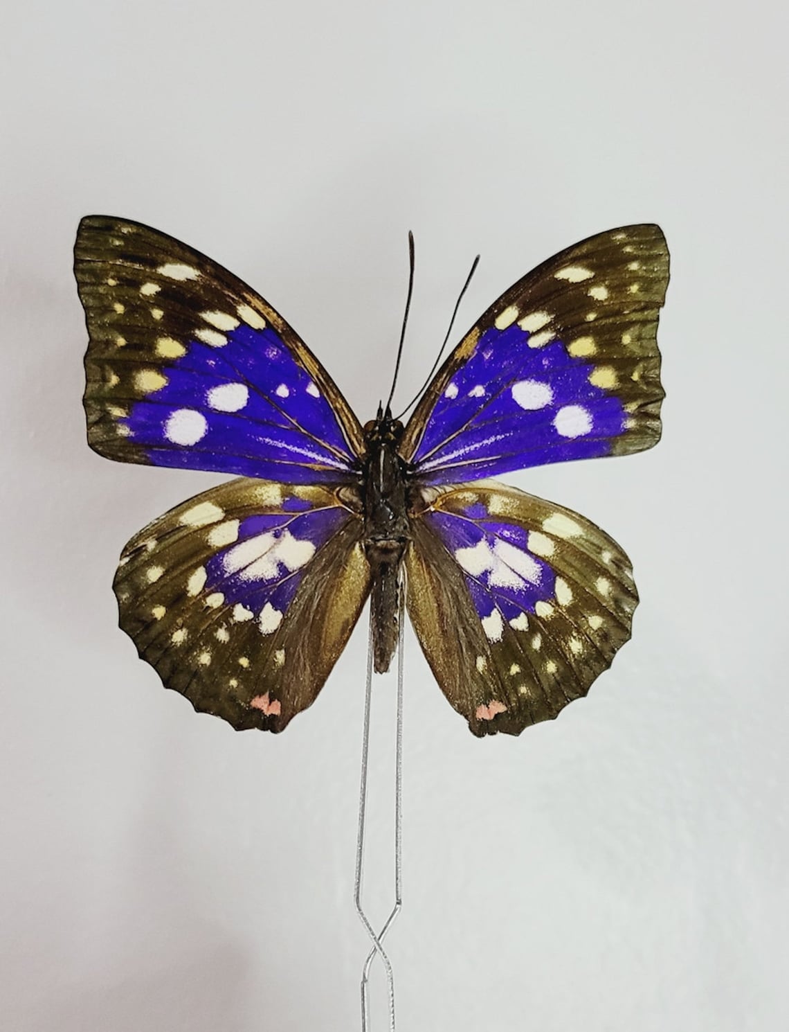 Great Purple Emperor Butterfly, Sasakia Charonda - Real Specimen ...