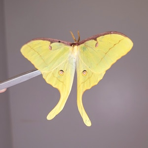 Luna Moth, Silk Moth, Female and Male - Saturniidae - Spread Wings ...