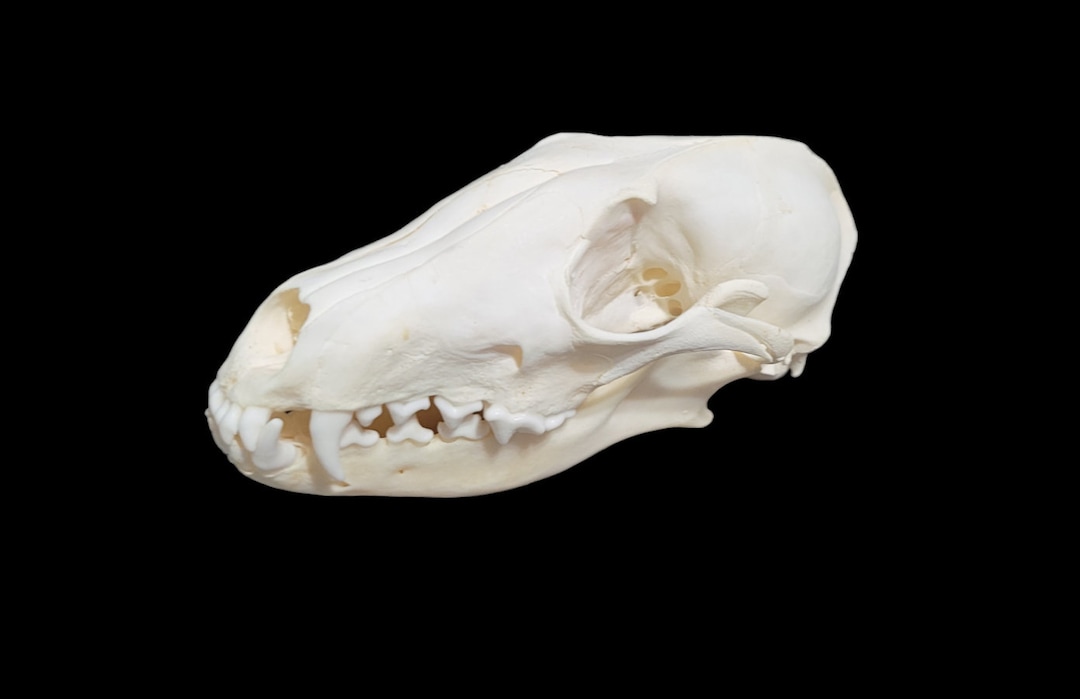 Fox Skull Real Taxidermy, Animal Bones Decor, Craft, Education, Gift - Etsy